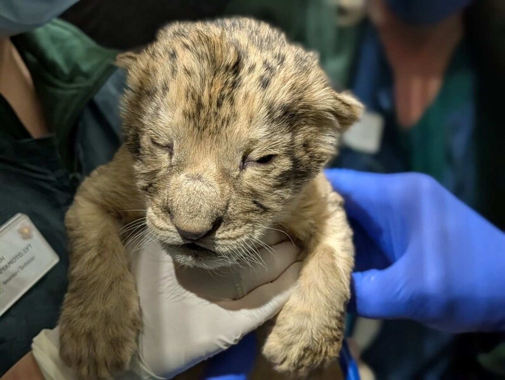 Woodland Park Zoo welcomes 2 baby lions, first born in over decade ...