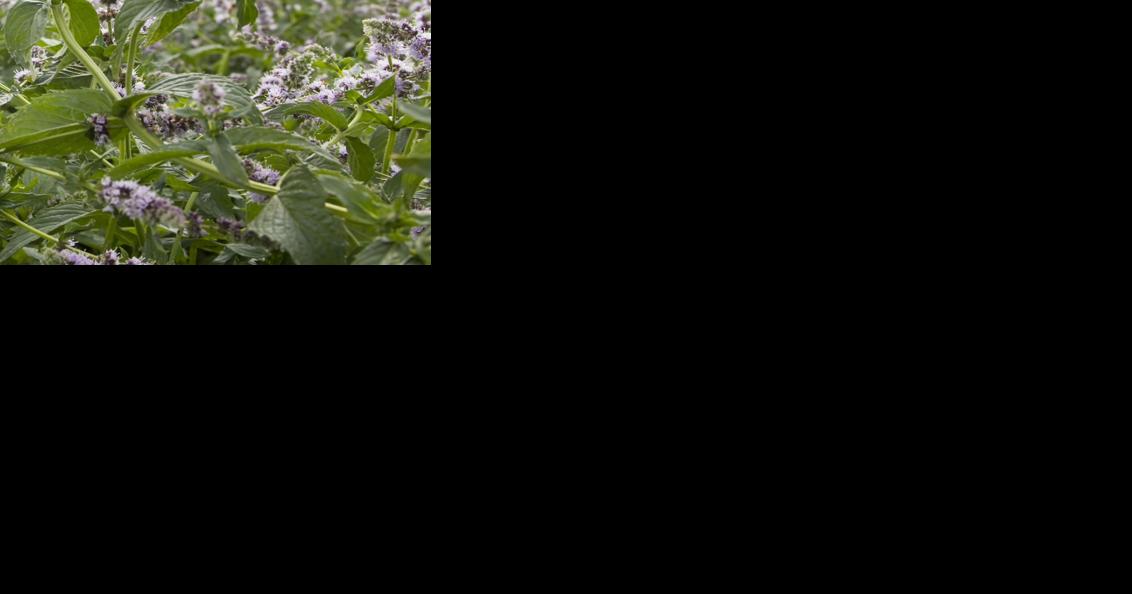 Barany in the Garden: Don't underestimate mint — it's unstoppable ...