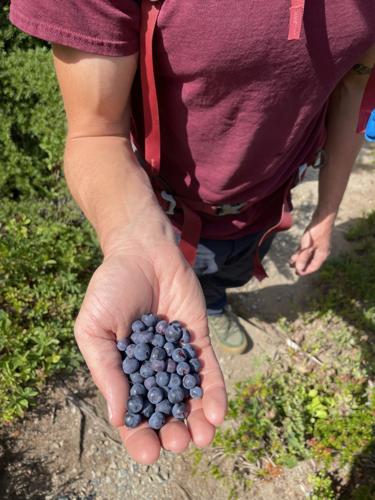 Wandering Central Washington: The pull of berries | Adventures ...