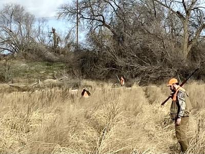 Don't put away your hunting license just yet; there are birds out there ...