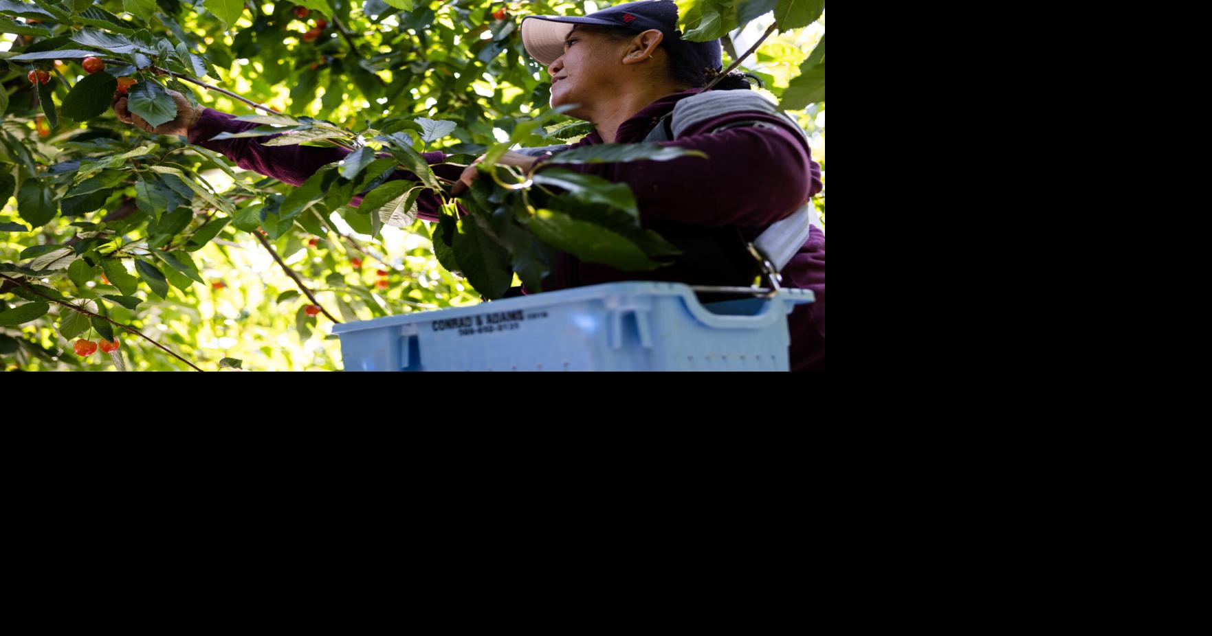 A sunny outlook for Yakima Valley cherry growers | | yakimaherald.com