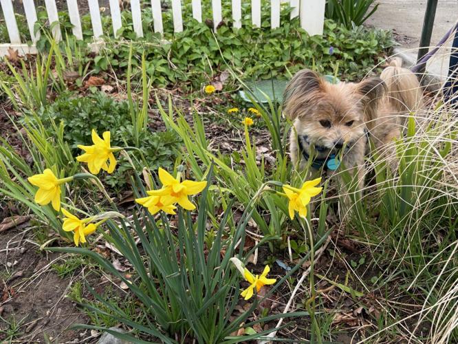 A spring stroll through Kennewick’s Master Gardener garden is perfect ...