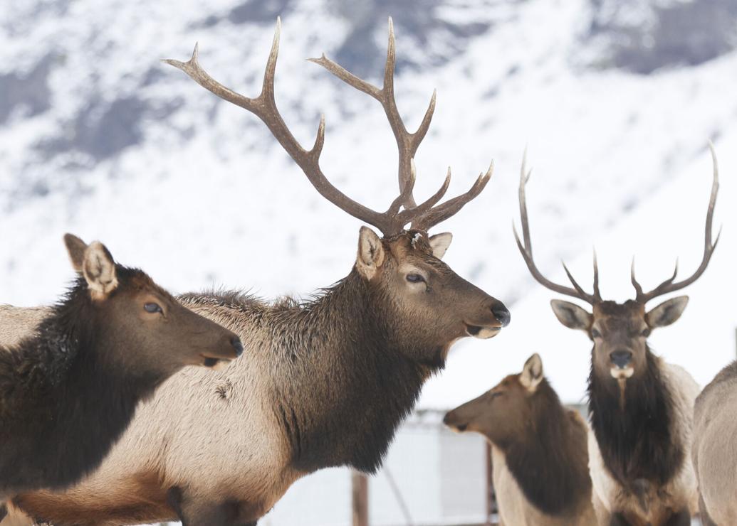 Mostly good news for area elk hunters this season, despite Yakima ...