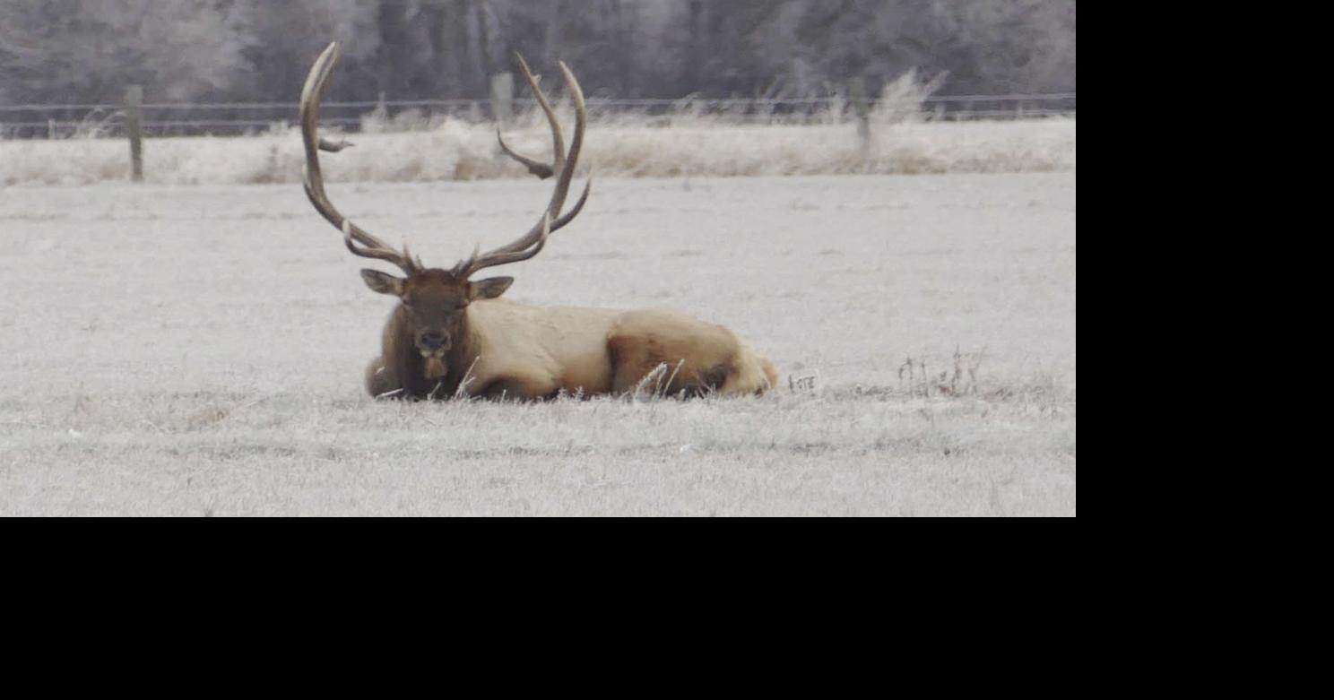 Hunter facing charges after death of beloved elk named Bullwinkle ...