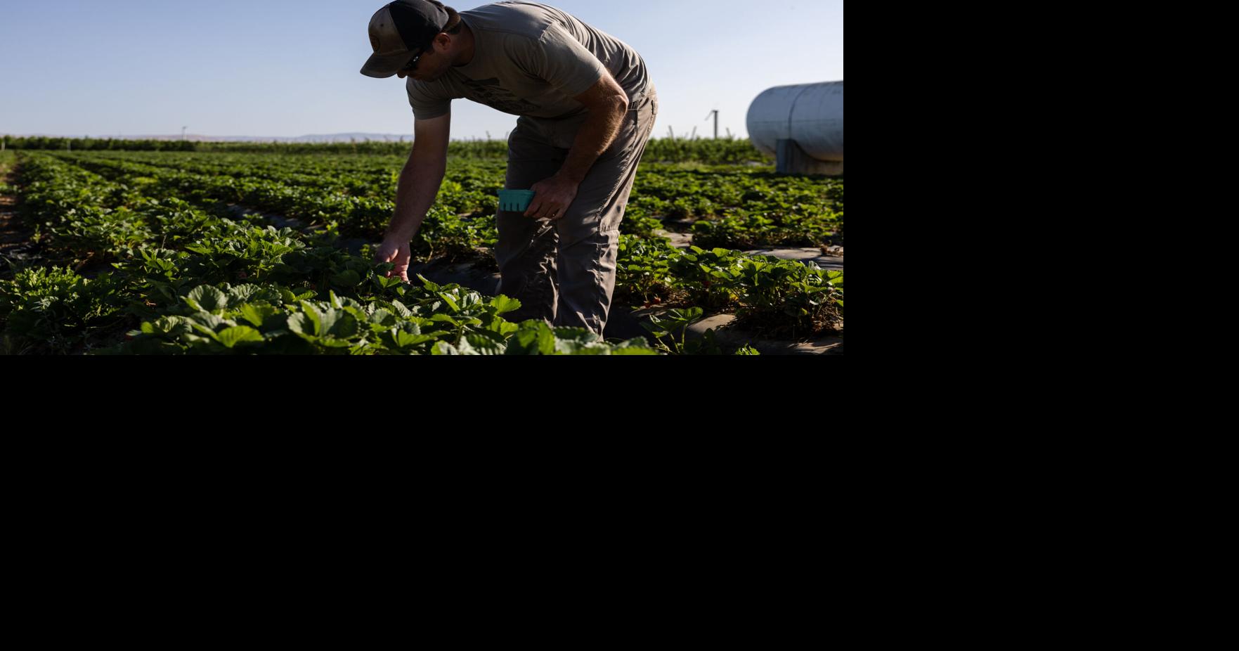 Commercial strawberry grower establishes following in Yakima Valley ...