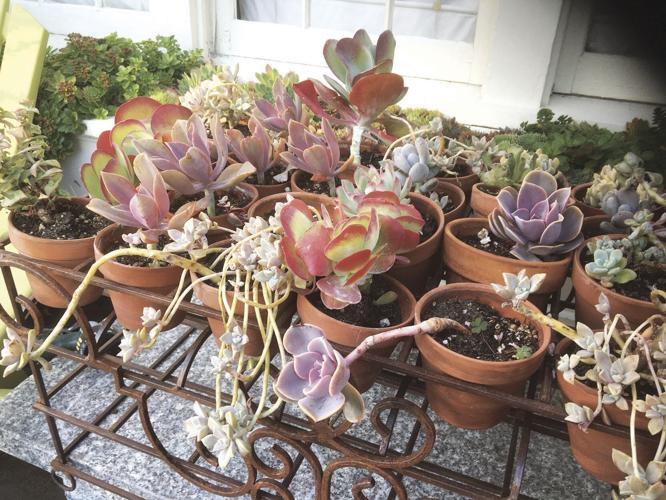 Barany In the Garden: Save the succulents | Explore Yakima ...