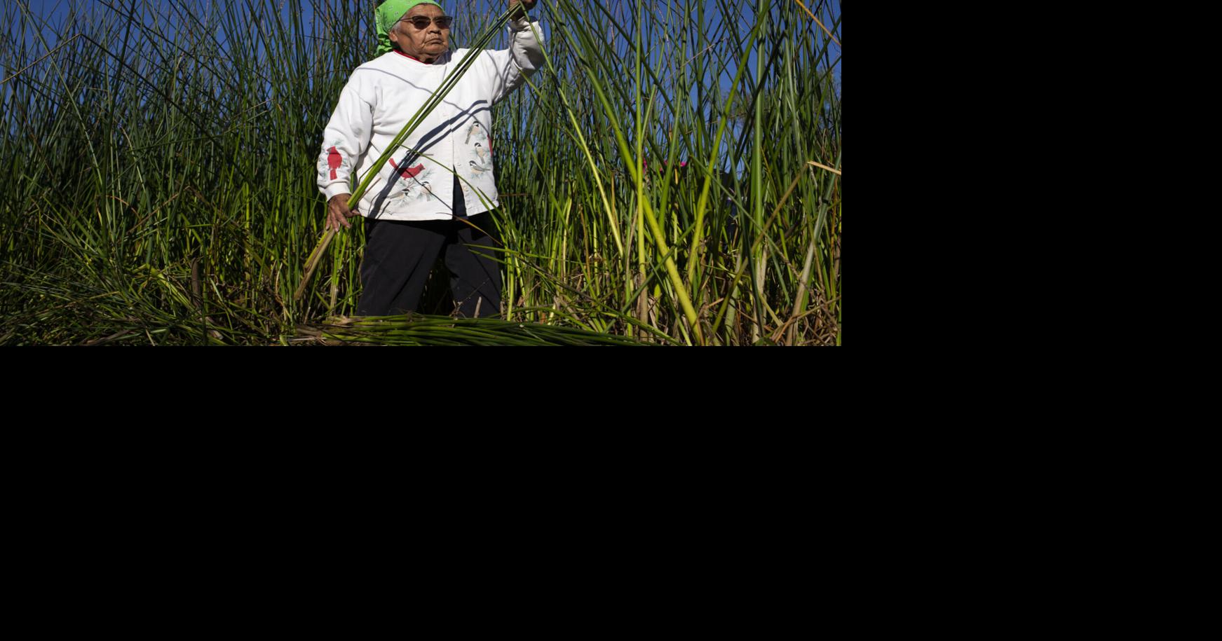 Tule reed gathering continues Yakama cultural traditions, aids physical ...