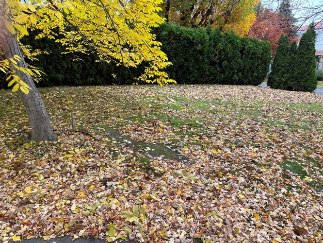 Barany In the Garden: It’s time to leave the leaves | Home And Garden ...