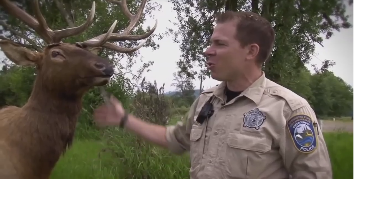 Undercover robot animals are helping in the hunt for poachers (VIDEO ...