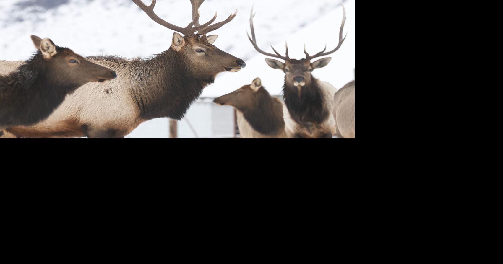 Outdoors notes: Mackey to share story of Washington elk | Outdoors ...