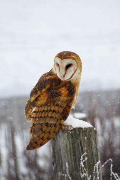 Wildlife Moment: A rough time of year for barn owls | Outdoors and ...