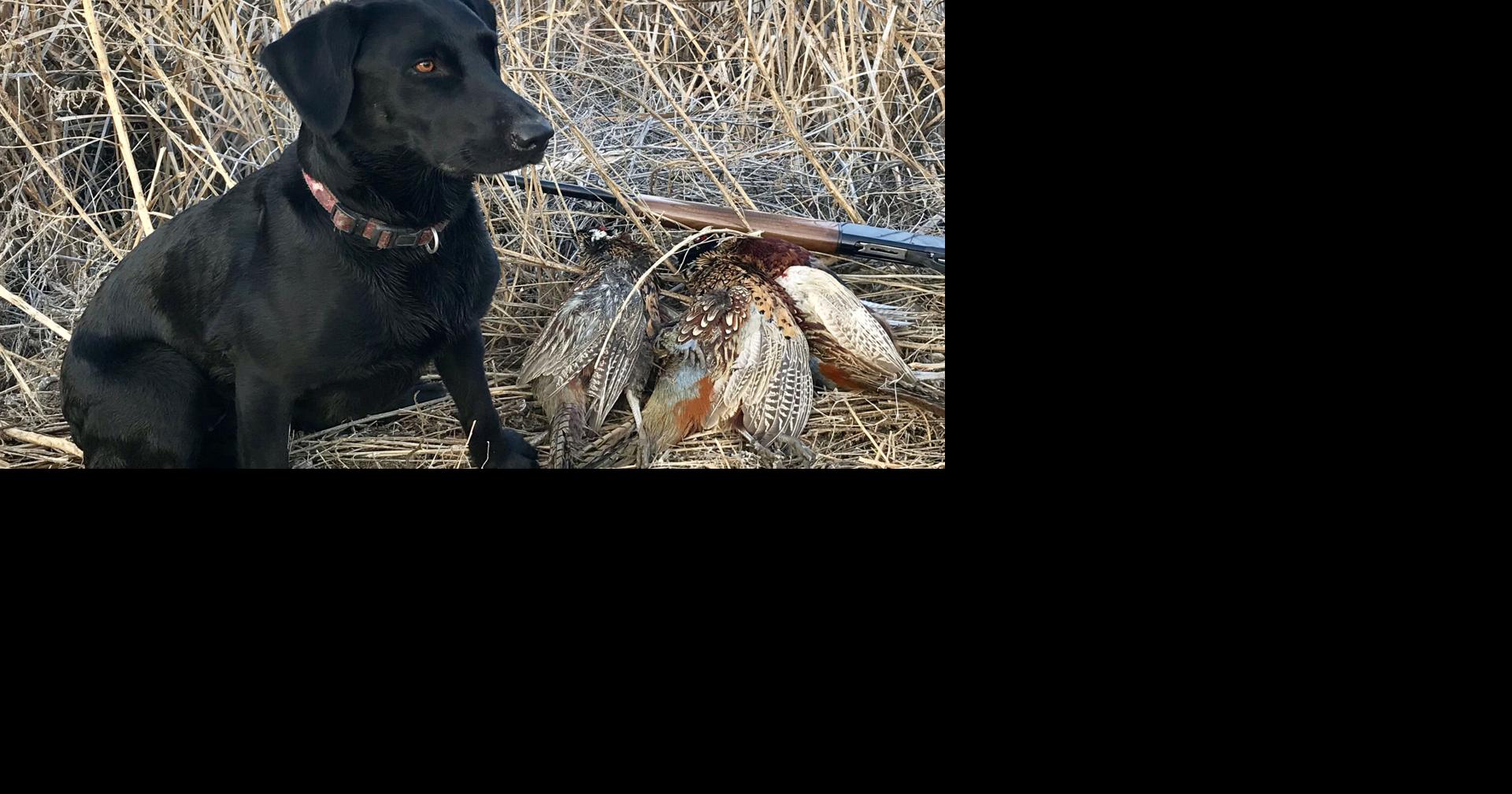 Rob Phillips: Trusty hunting dog living it up as seasons draw to a ...