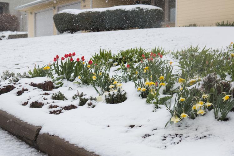 Wintry storm forces road, other closures in Yakima Valley with snow ...