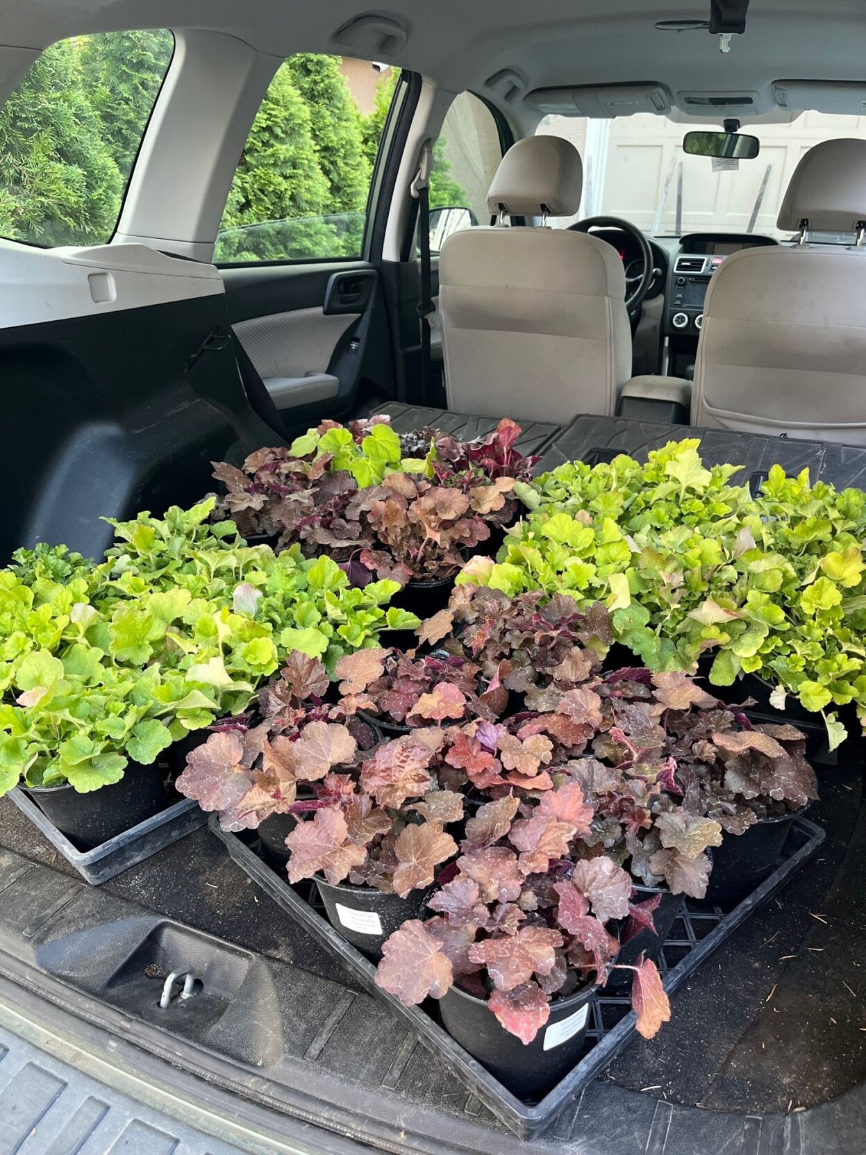 Barany in the Garden: Heuchera -- The coral bells are ringing | Home ...