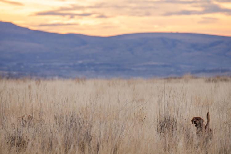 Outdoors notes: WDFW seeking public input on land acquisition to expand ...