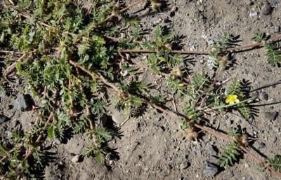 City of Wenatchee declares goatheads a public nuisance | Local ...