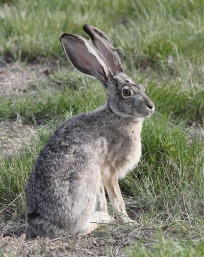 Wildlife Moment: 'Jackrabbit Trail' doesn't end in California | Sports ...