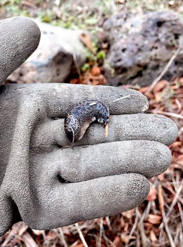 Wandering Central Washington: Lessons from a slug | Explore Yakima ...