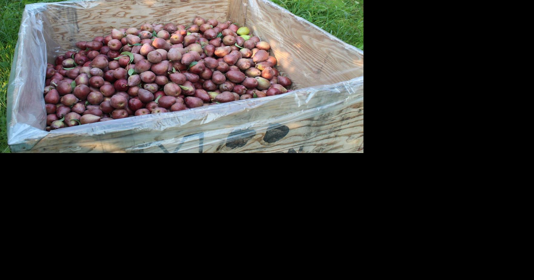 Spreading the word about pears, Washington’s ‘forgotten’ fruit ...
