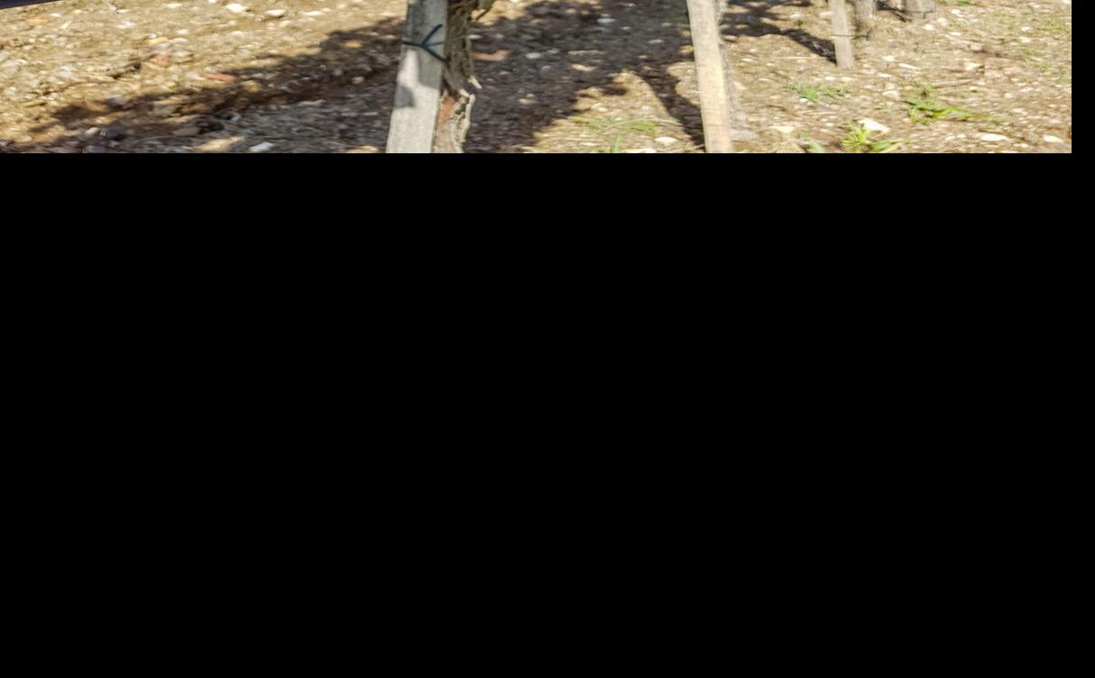 Fortuity Cellars: Wine Industry Standout | Food And Drink ...