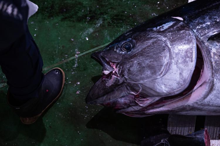 Bluefin tuna sells for record $3.2 million at year-opening auction at ...