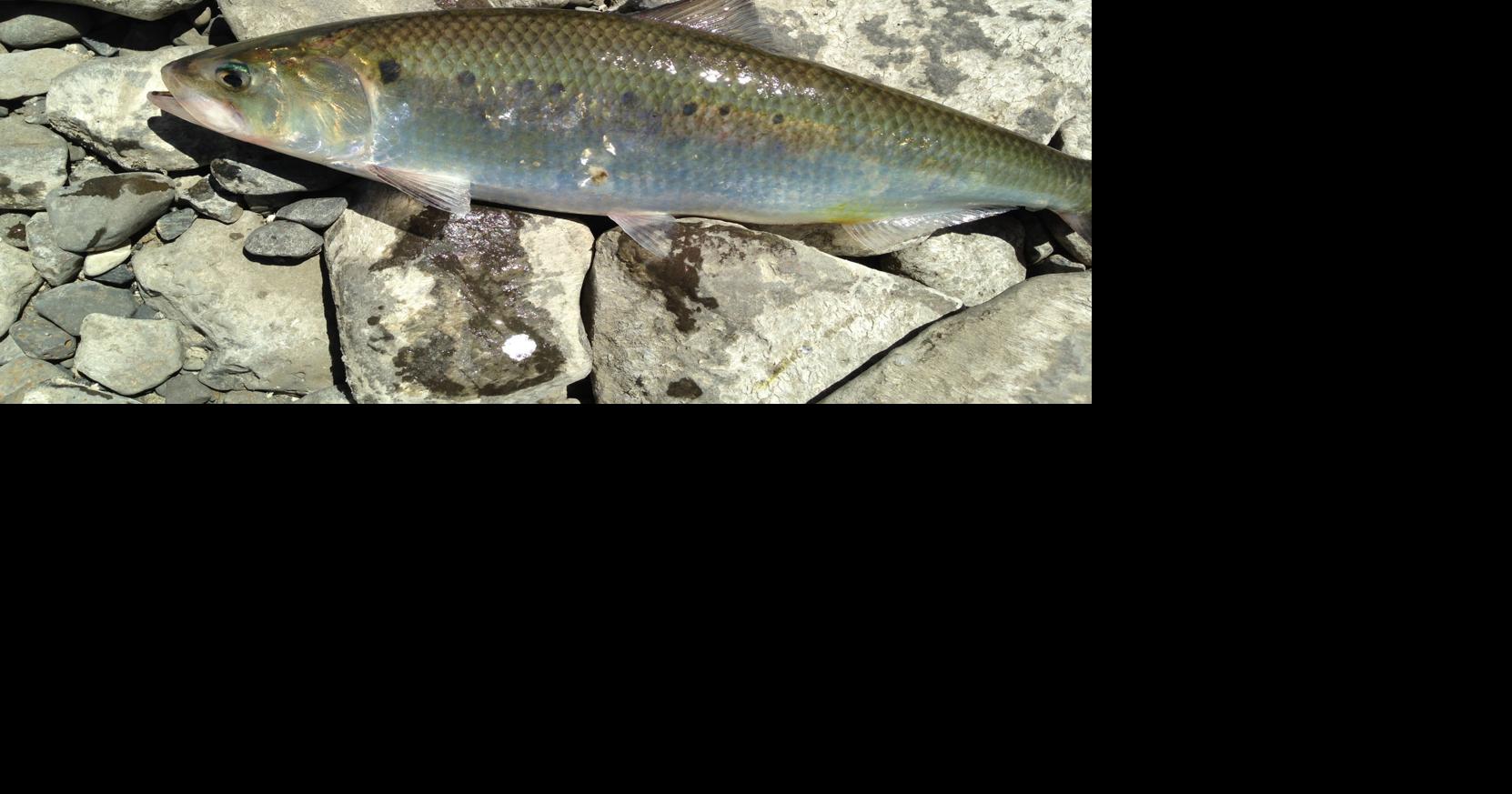 Phillips: It's a great time to get your share of shad | Outdoors ...