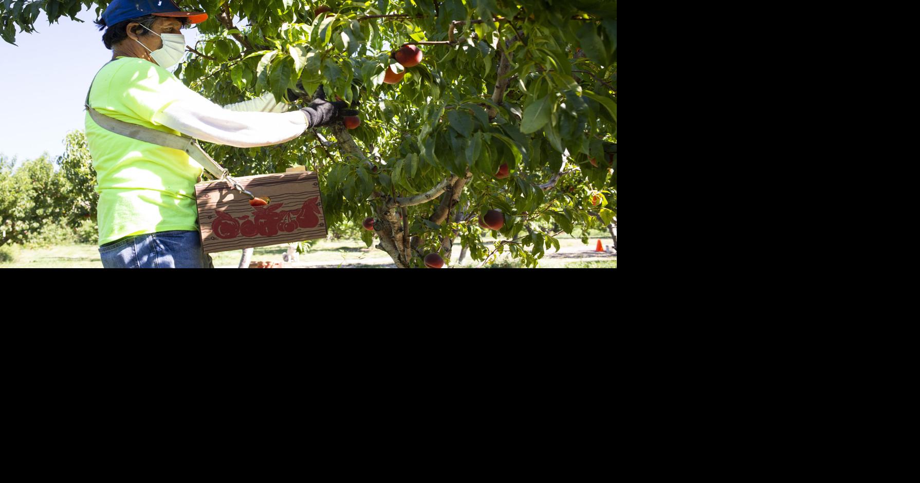 Federal judge to rule next week on farm-worker pay injunction ...