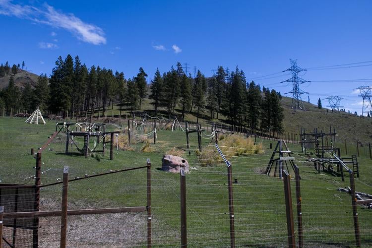 PHOTOS: Chimpanzee Sanctuary Northwest in Cle Elum | News Photos ...