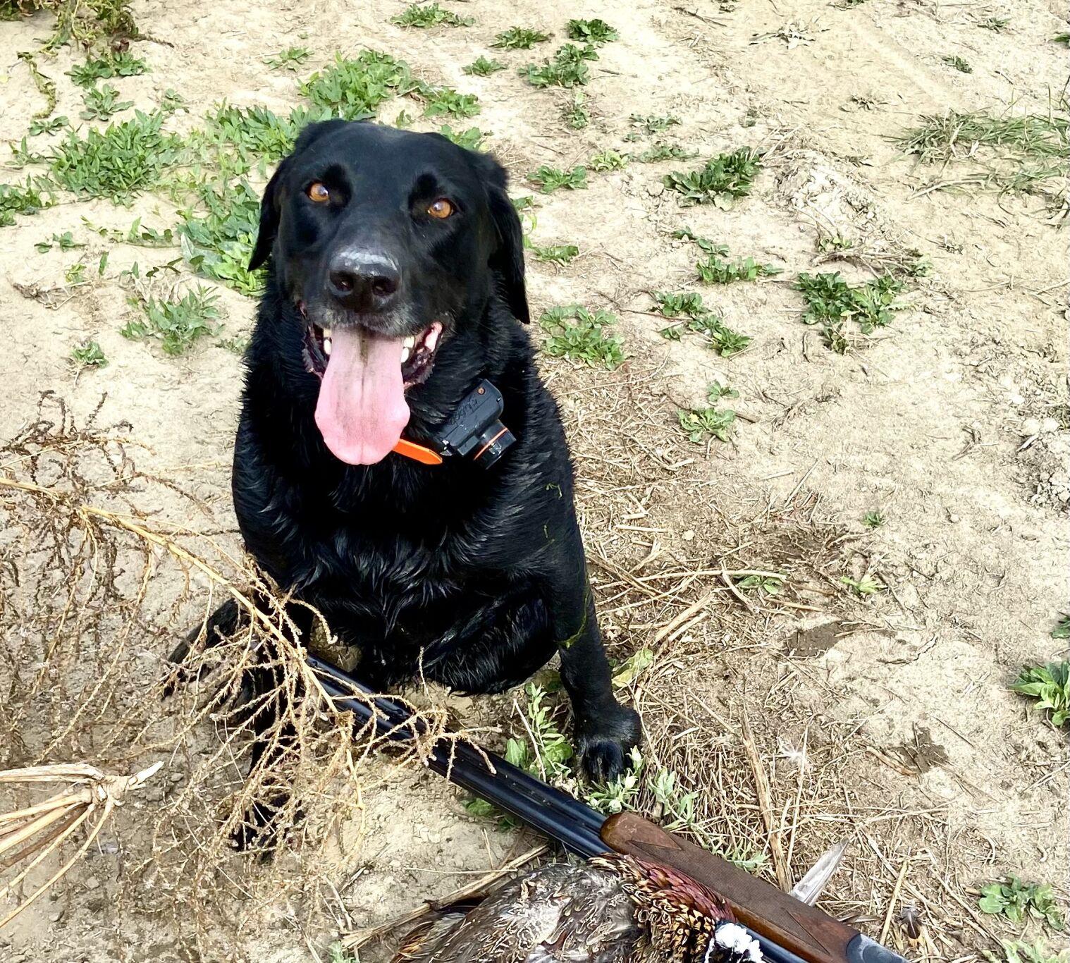 Rob Phillips: Black lab does its part on recent pheasant hunt ...