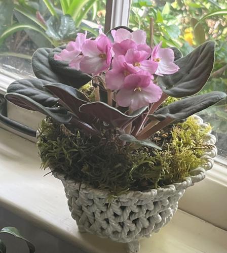 Barany In the Garden: 2024 is the Year of the African violet | Explore ...