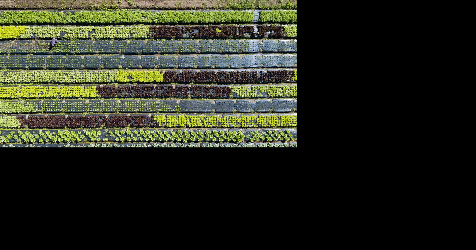 Crop rotation: How to have a healthier, more productive vegetable ...