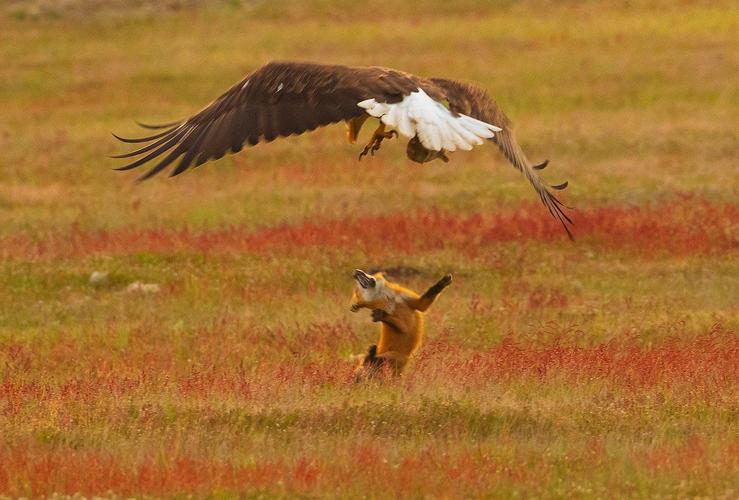 eagle catching rabbit