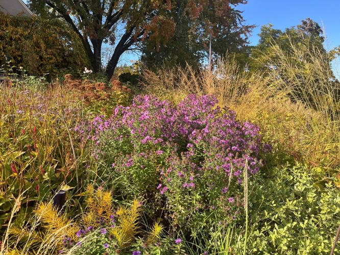 Barany In the Garden: Do more for pollinators by doing less in your ...