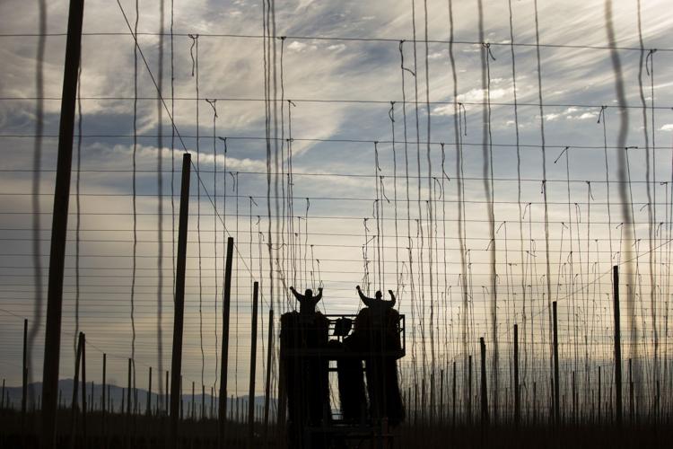 Craft beer demand drives record U.S. hop acreage | Business ...