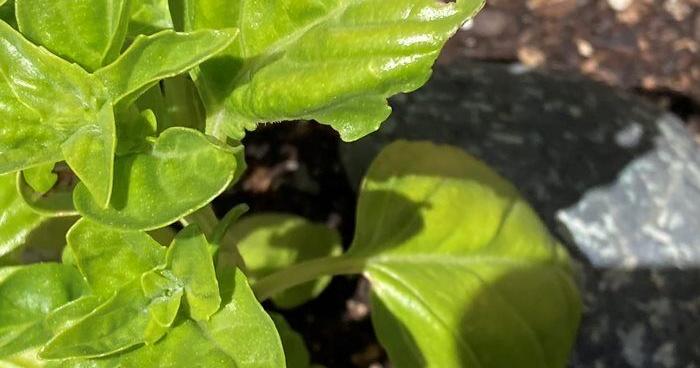 What to do when you've soiled your yard | Magazine | yakimaherald.com