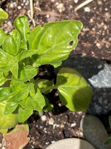 What to do when you've soiled your yard | Magazine | yakimaherald.com