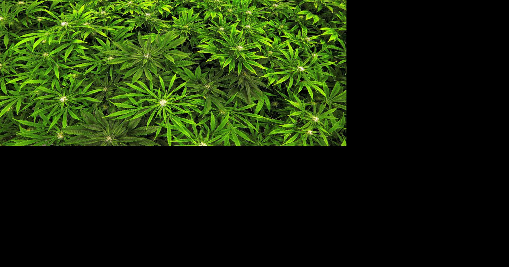 Good, bad, unknown about marijuana’s health effects | Lifestyle ...