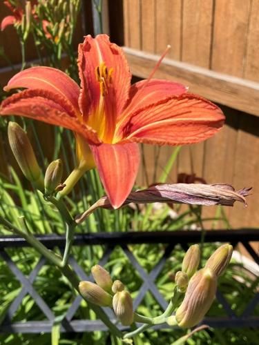 What to do when you've soiled your yard | Magazine | yakimaherald.com