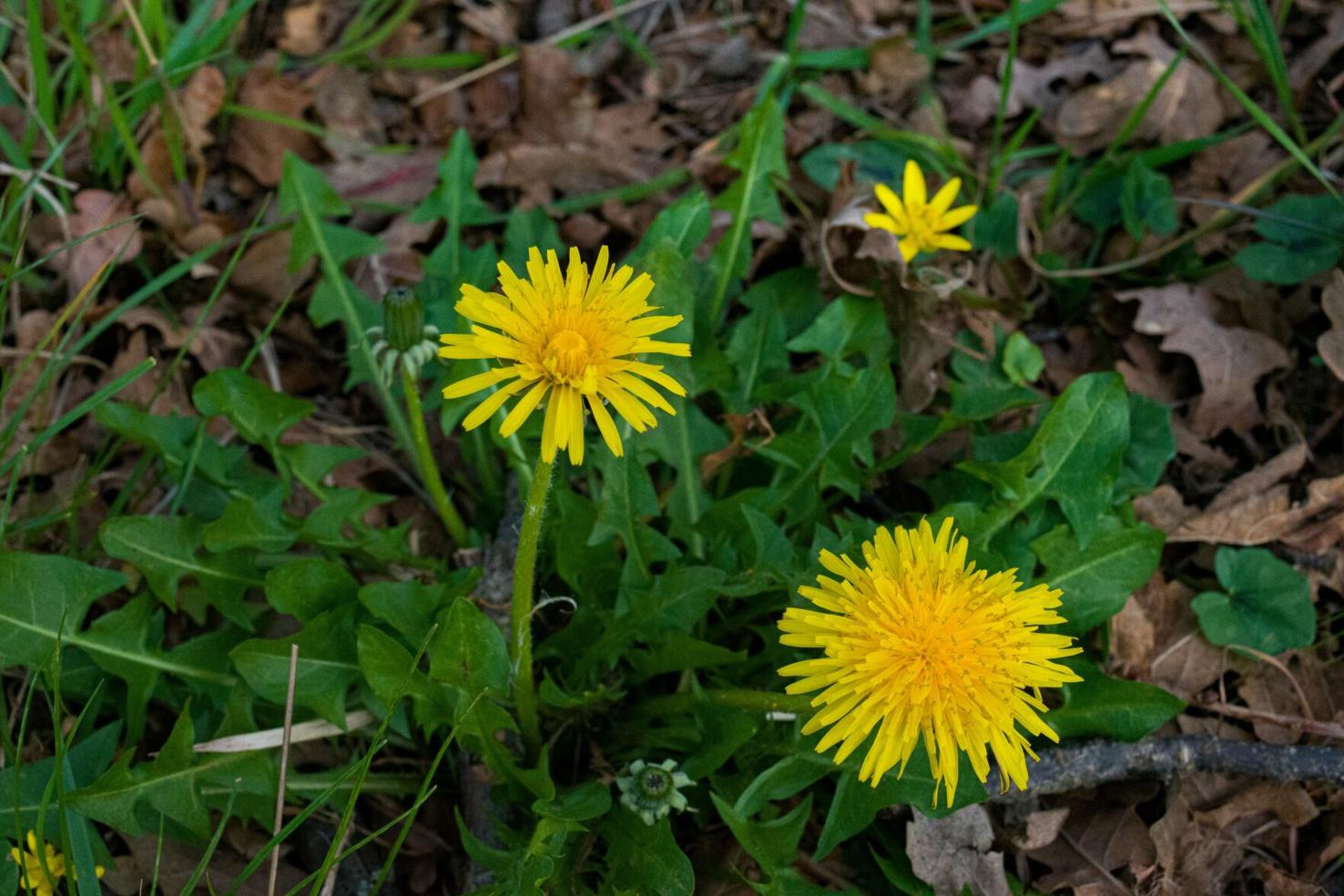 Barany in the garden: Landscape fabric -- short-term fix, long-term ...