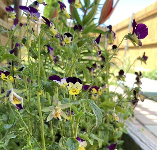 What to do when you've soiled your yard | Magazine | yakimaherald.com