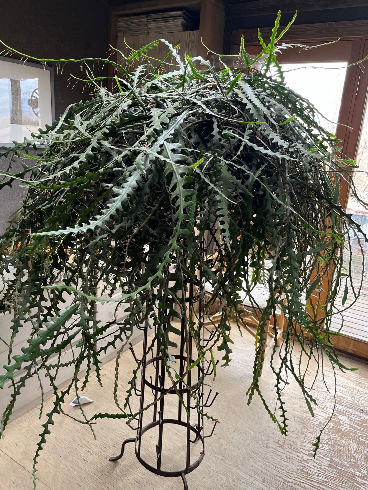 Barany in the Garden: Art and houseplants adorn Leo Adams' home | Home ...