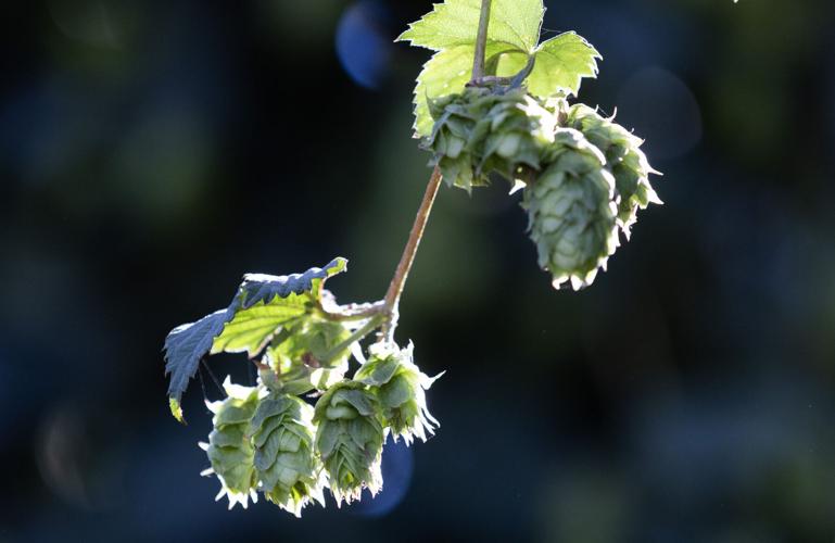 'Back to basics': Hops industry continues to adjust to changing market ...