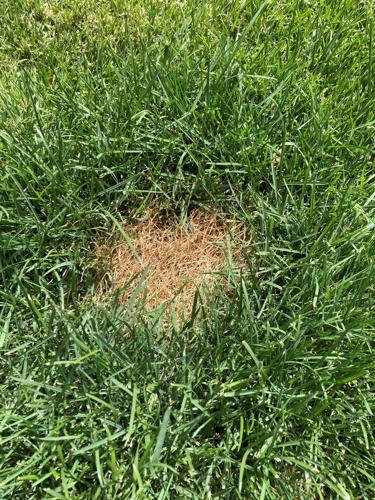 What to do when you've soiled your yard | Magazine | yakimaherald.com