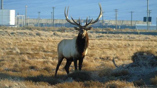 Elk snarl traffic, cause 2 crashes on Hanford site morning commute ...