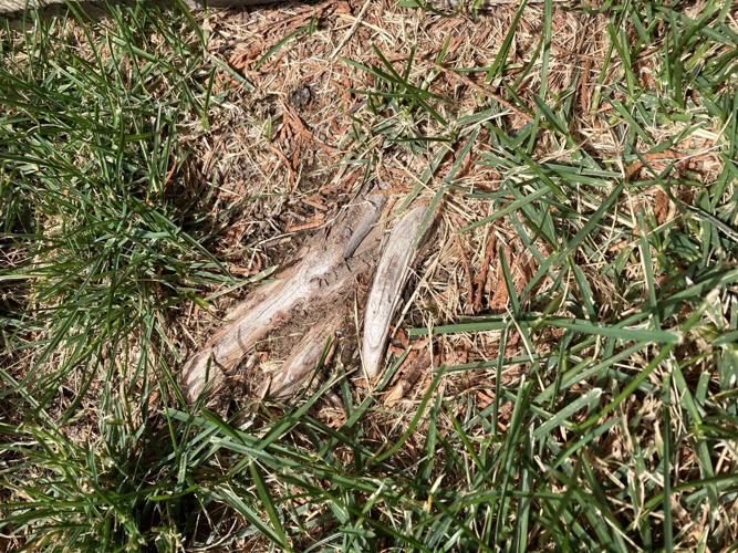 What to do when you've soiled your yard | Magazine | yakimaherald.com