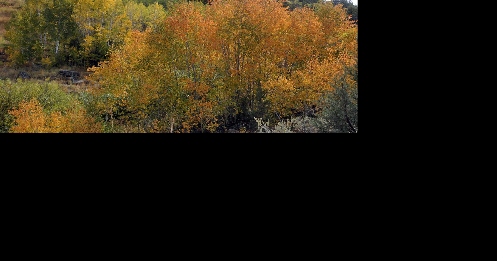 Yakima County Master Gardeners: The good, the bad, the ugly and the ...