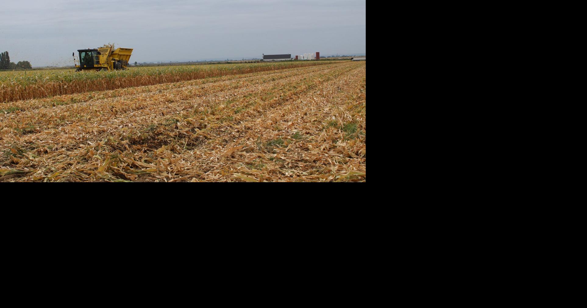 Are state rules enough to protect against the heavy metals in farm ...