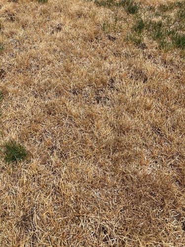 What to do when you've soiled your yard | Magazine | yakimaherald.com
