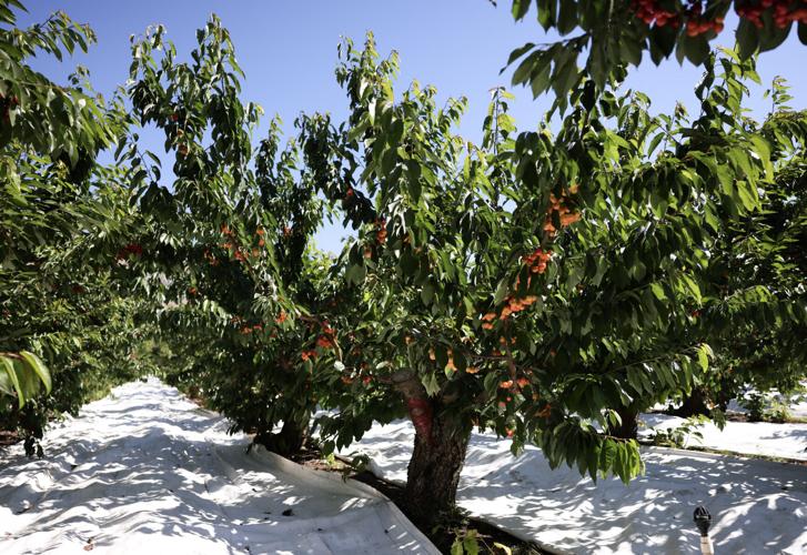 Northwest cherry orchards rebound after tough 2023 | Business ...