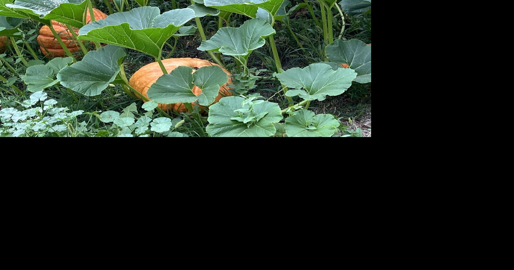 Yakima County Master Gardeners: Squash bees and jack-o’-lanterns | Home ...